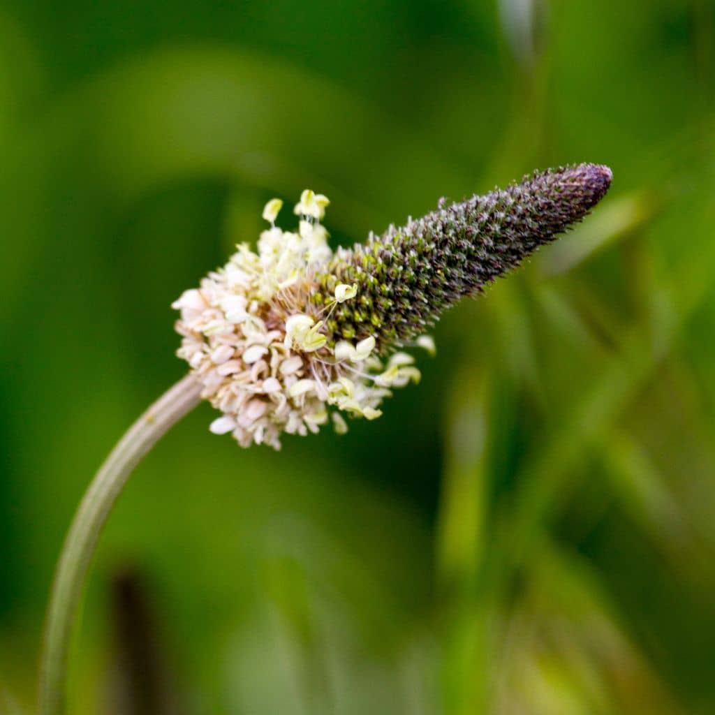 Amazing Plantain Weed: Nature's Wonder Herb - The Sleeper Must Aweken