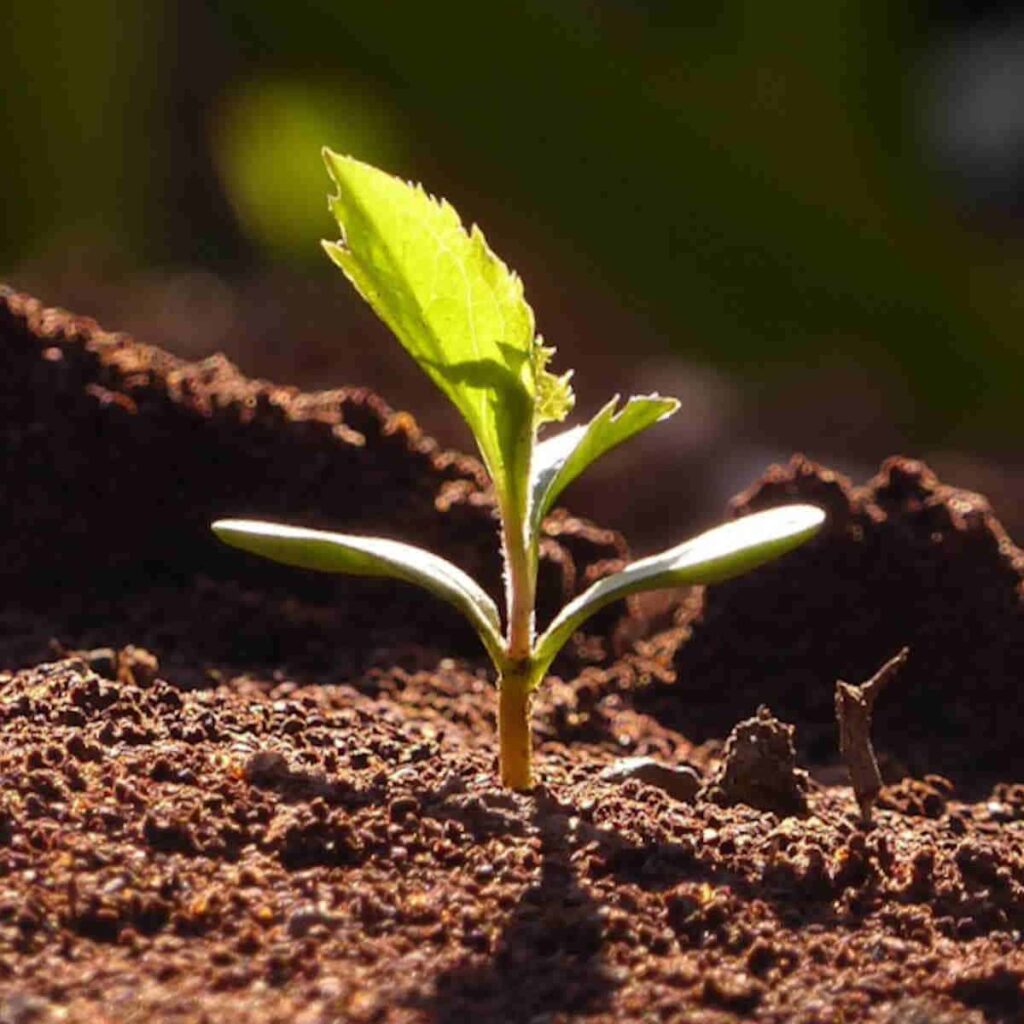 Spring Symbolism: The Ultimate Guide to the time of renewal - The ...