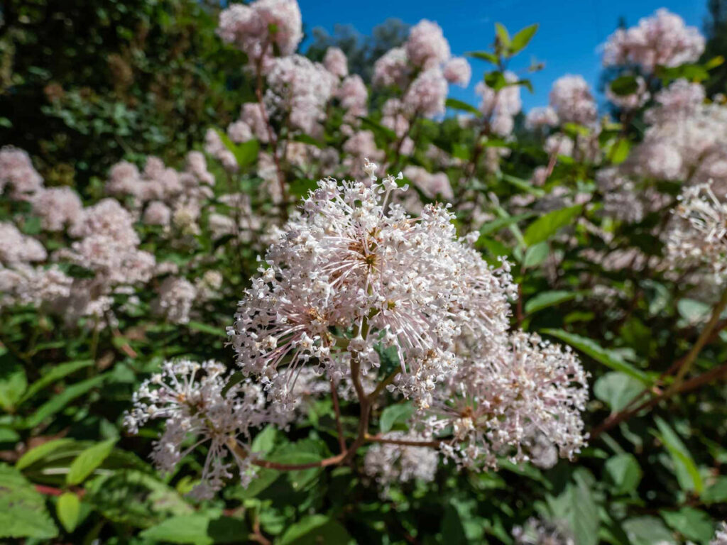 Red Root: A Rich History and Richer Health Benefits - The Sleeper Must ...