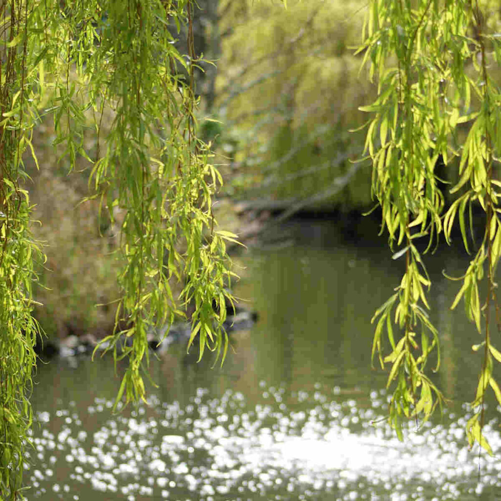 Willow Tree Symbolism and Meaning: The Ultimate Guide - The Sleeper ...