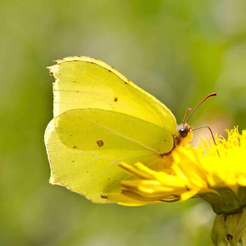 Yellow Butterfly Symbolism and Spiritual Meaning - The Sleeper Must Aweken