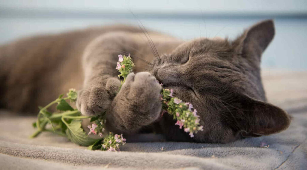 Catnip: A Feline Favorite and an Ally for All - The Sleeper Must Aweken