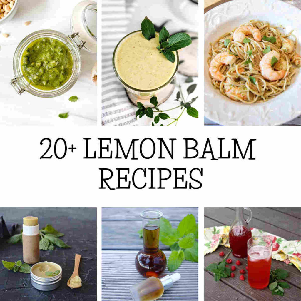 20+ ways to use Lemon Balm in Recipes and remedies - The Sleeper Must ...