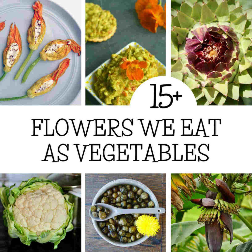 15+ Flowers We Eat as Vegetables with Recipes - The Sleeper Must Aweken