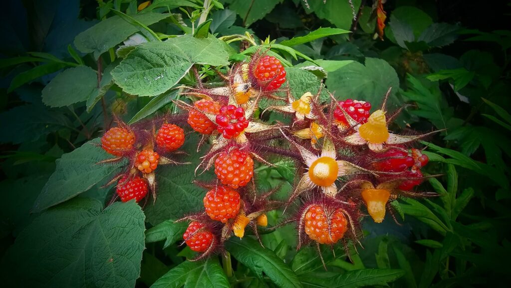 The Magic Of Berry Season: Symbolism, Folklore, And Health Benefits ...