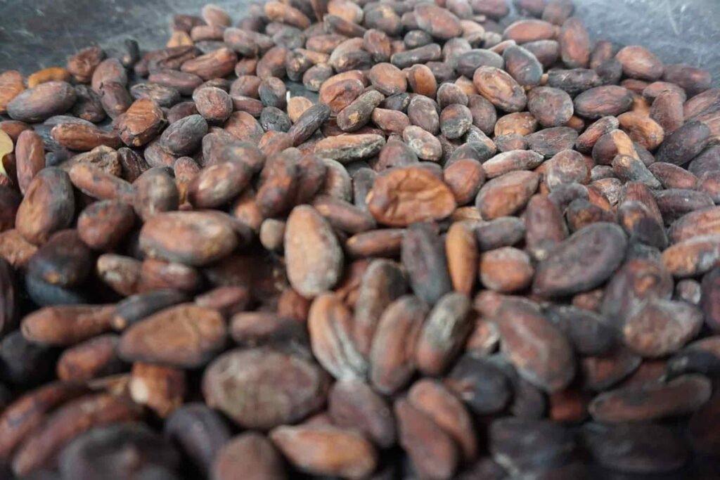 Cacao: Food Of The Gods - The Sleeper Must Aweken