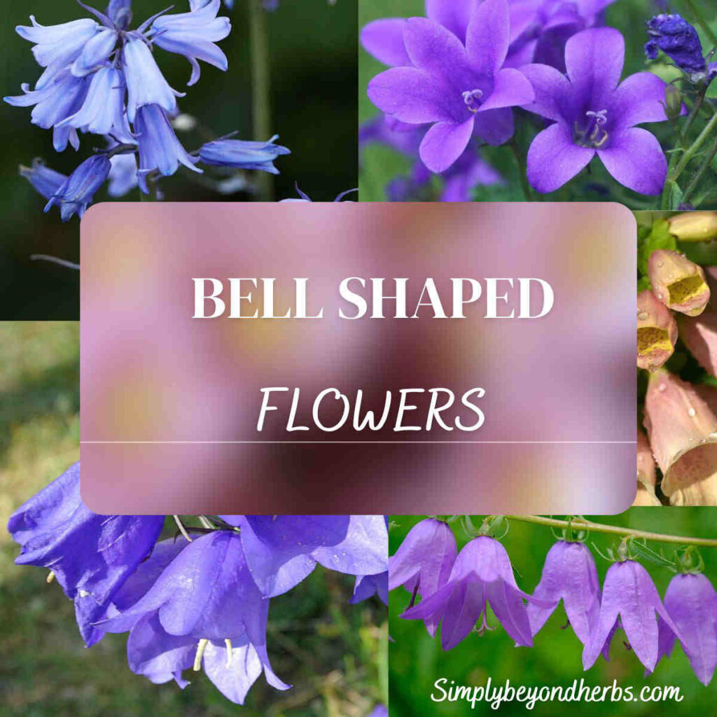 40 + Bell Shaped Flowers - The Sleeper Must Aweken