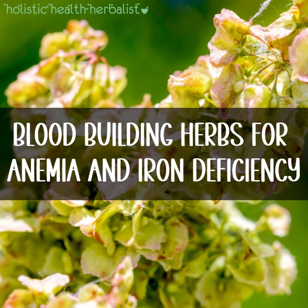 Blood Building Herbs for Anemia and Iron Deficiency - The Sleeper Must ...